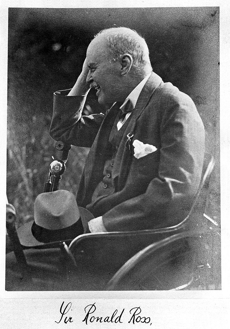 Światowy Dzień Komara | EKO Kalendarz