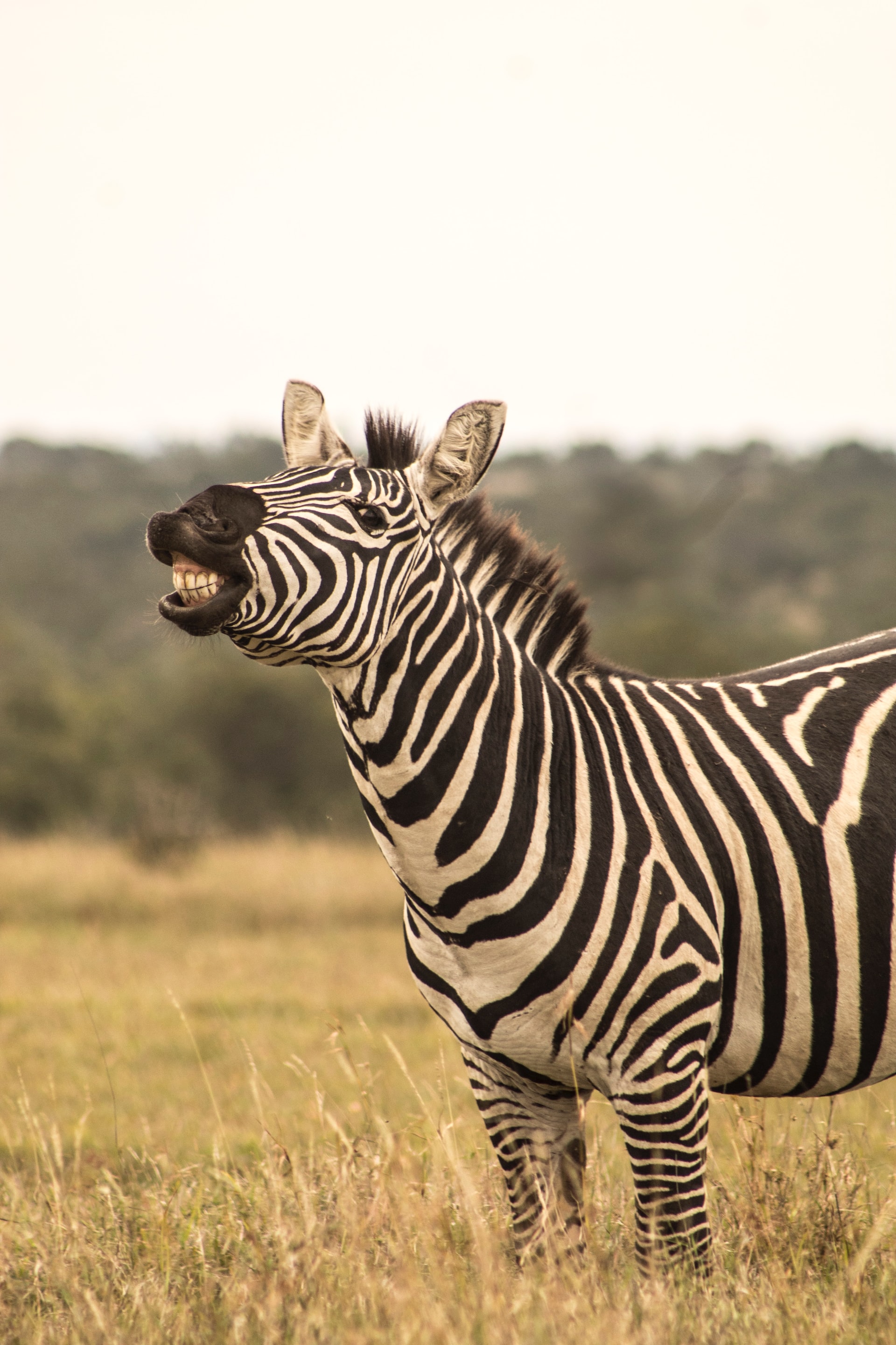 Międzynarodowy Dzień Zebry | EKO Kalendarz