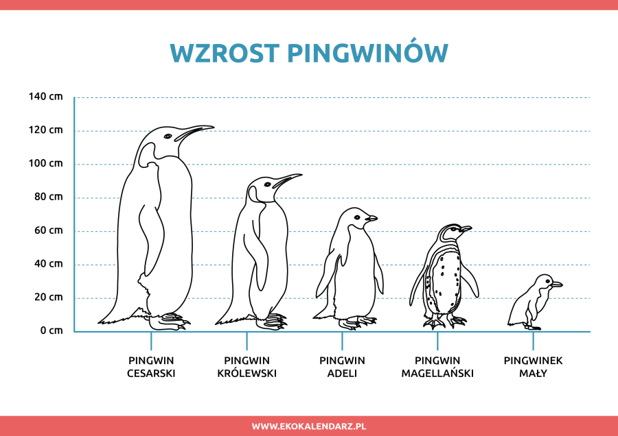 Dzień Wiedzy o Pingwinach – pakiet edukacyjny | EKO Kalendarz